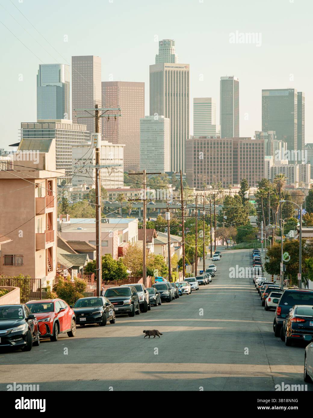 View of the downtown Los Angeles skyline and a cat crossing Beaudry ...