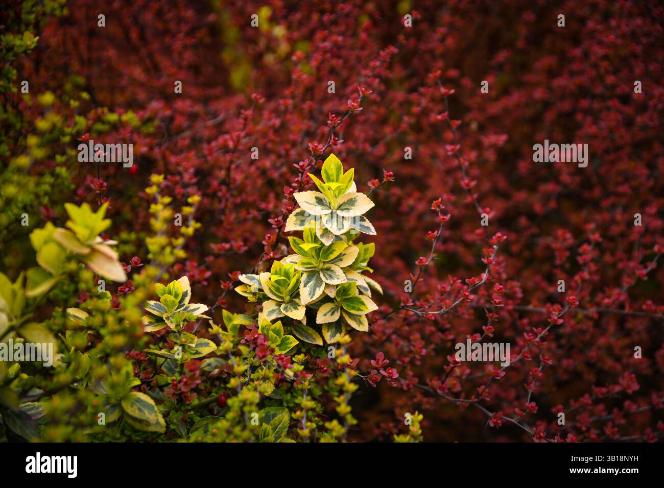 A close-up photograph shows the contrasting combination of two types of ...