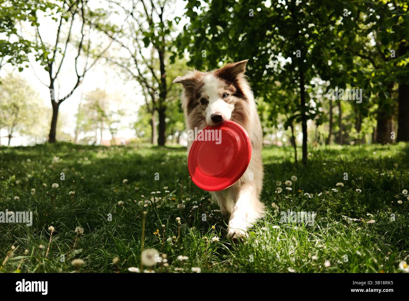 Red merle Border Collie with heterochromia holds a red frisbee in its ...