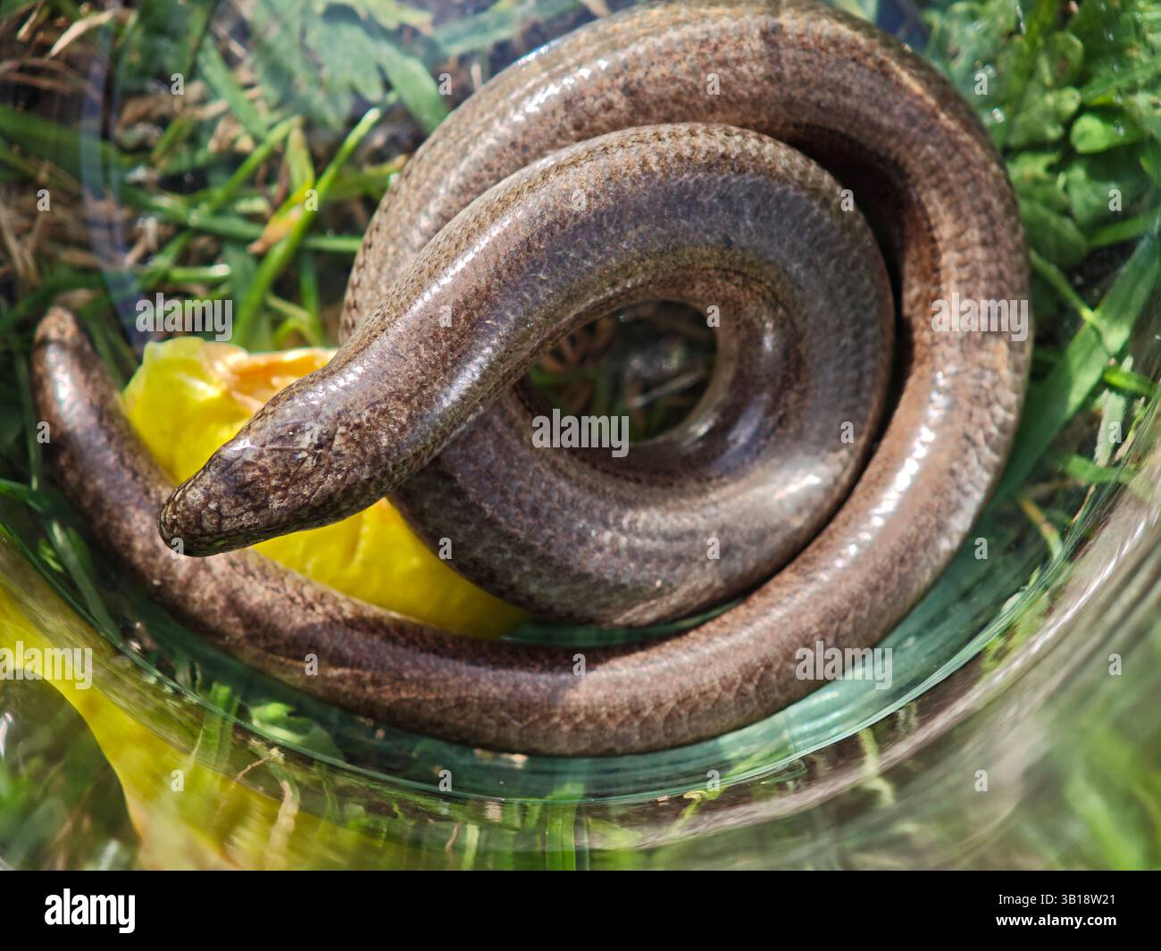 Slow worm, also known as a blindworm, coiled inside a glass jar on a ...