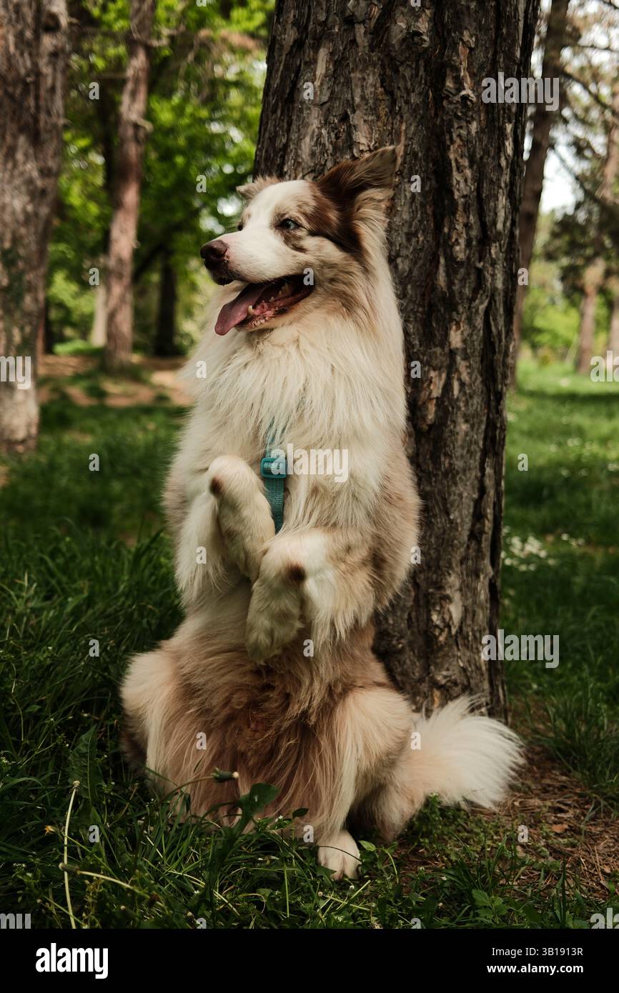A fluffy red merle Border Collie sits upright on its hind legs with ...