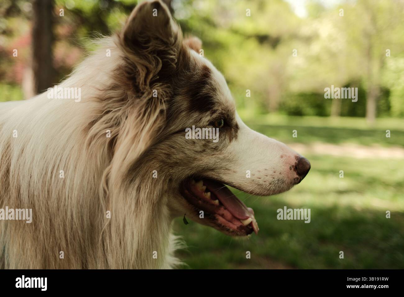 Fluffy red merle border collie with a brown nose and heterochromia eyes ...