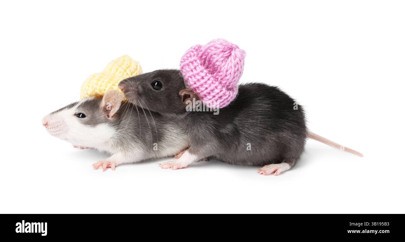Cute rats in hats on white background Stock Photo - Alamy