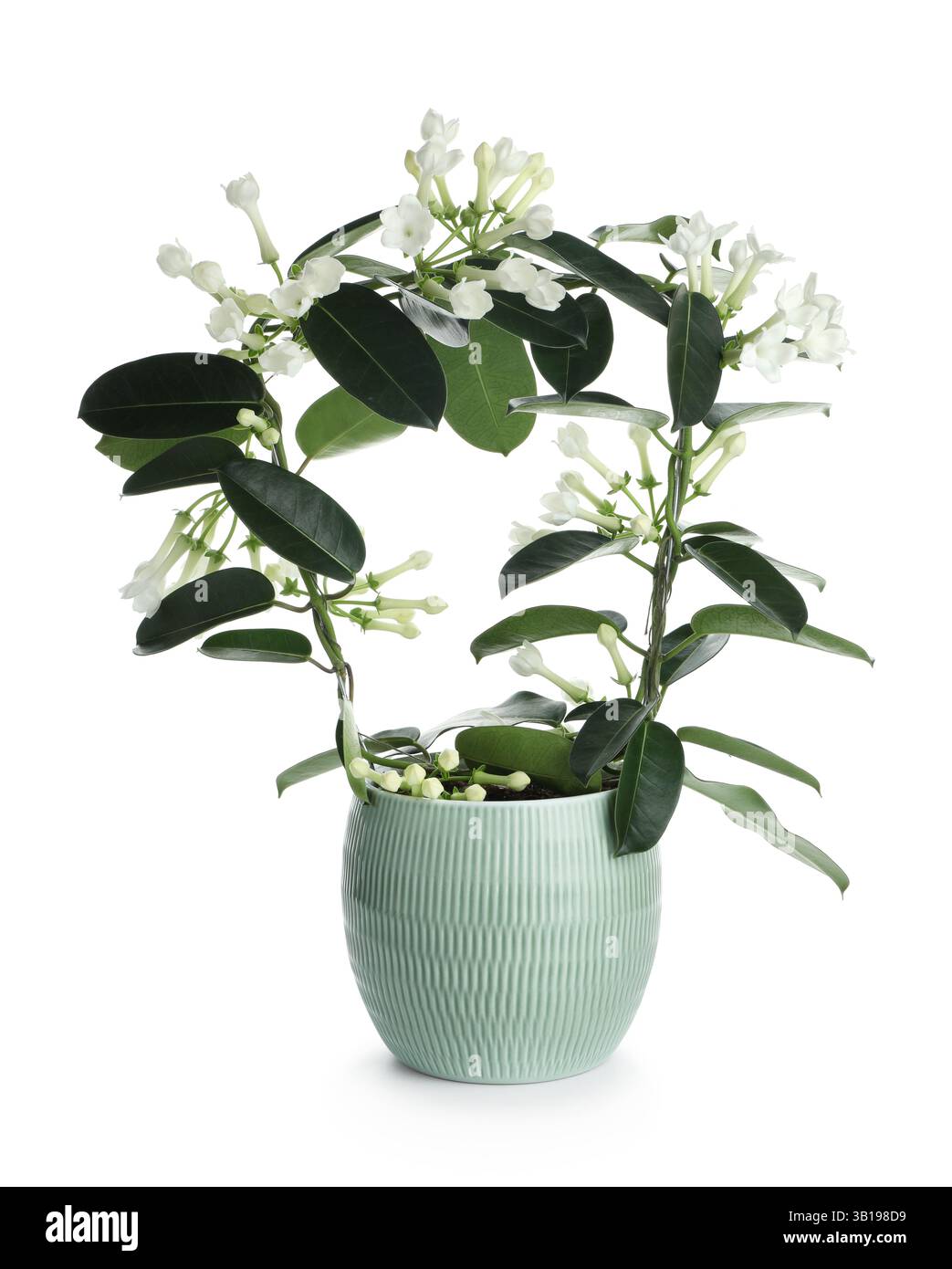 Jasmine plant in bloom Cut Out Stock Images & Pictures - Alamy