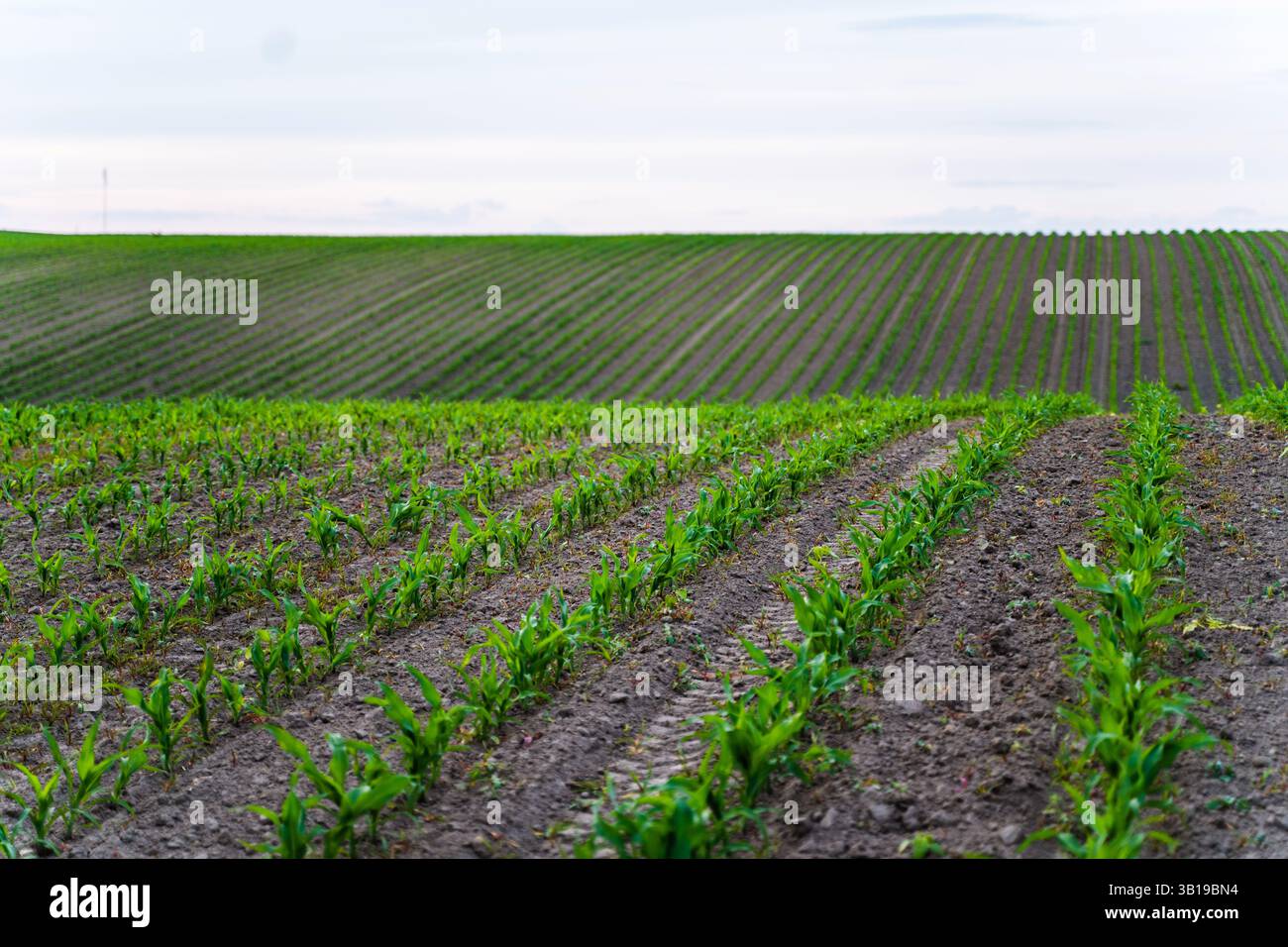 Field symmetry fresh corn sprouts hi-res stock photography and images ...