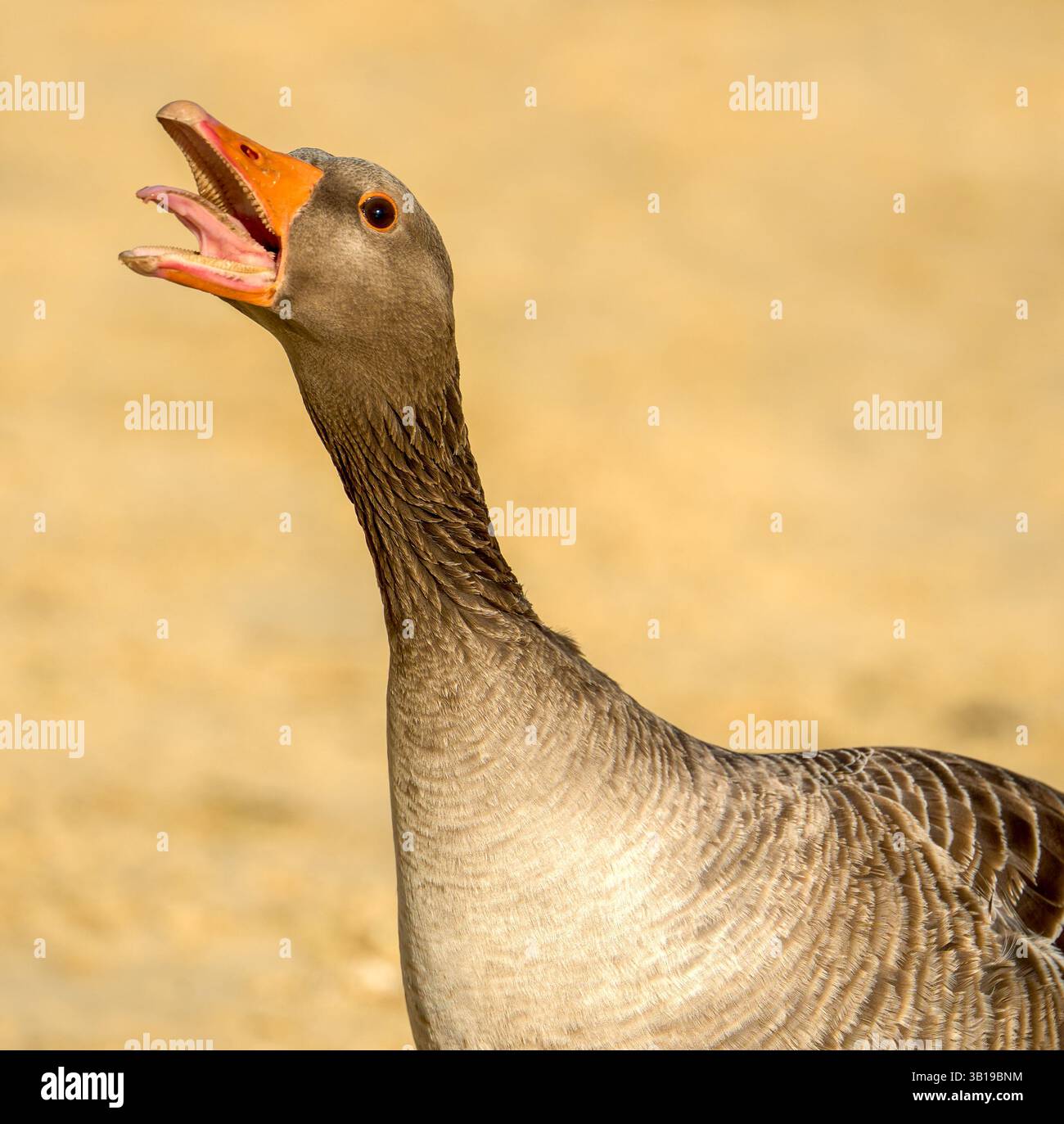 A greylag goose (Anser anser) honks loudly with its beak wide open ...