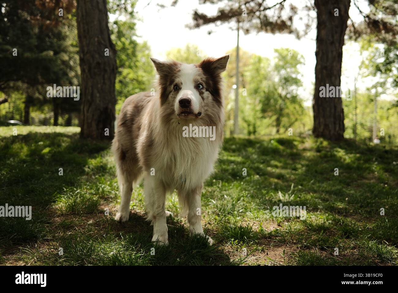 A fluffy red merle Border Collie stands in a sun-dappled park, gazing ...