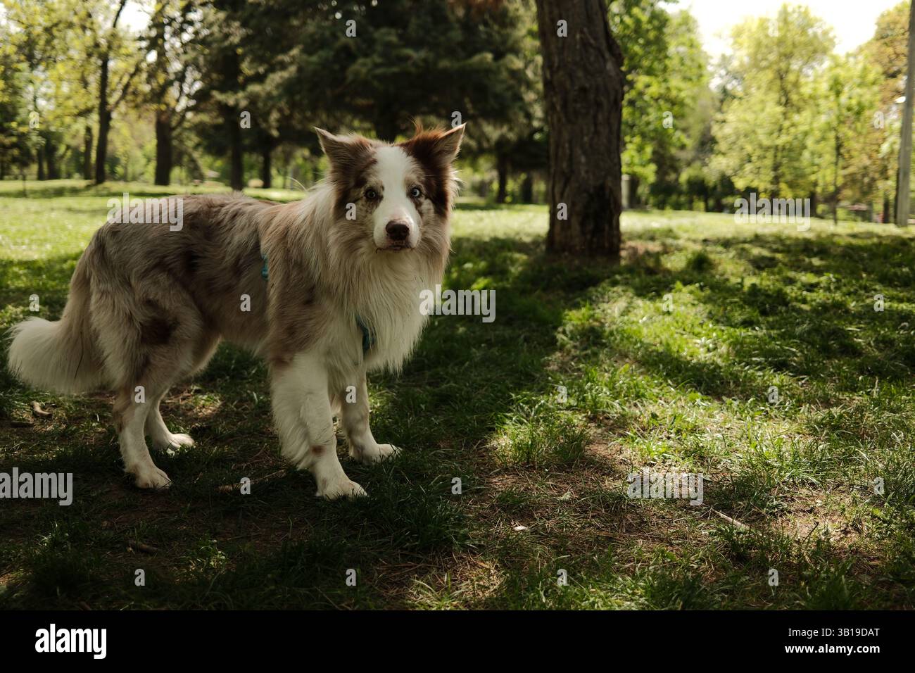 A fluffy red merle Border Collie stands in a sun-dappled park, gazing ...