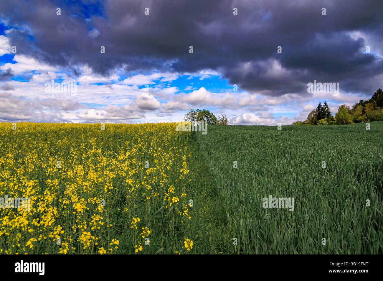 Green grass blades of a spring grain field stretch towards a solitary ...