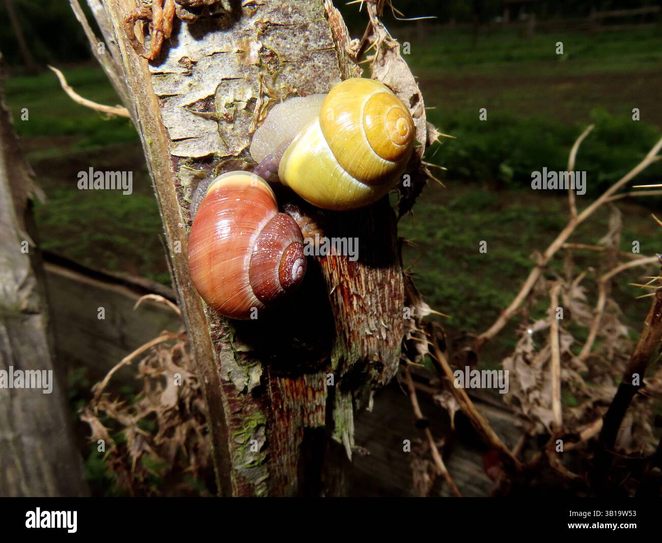 ...die Schnecken gleiten ueber Rasierklingen...was ist da schon ein ...
