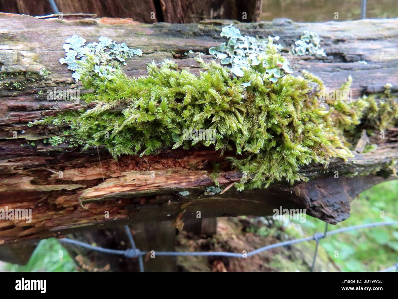 ...Moose und Flechten sind mit die ersten Pionierpflanzen, wenn die ...