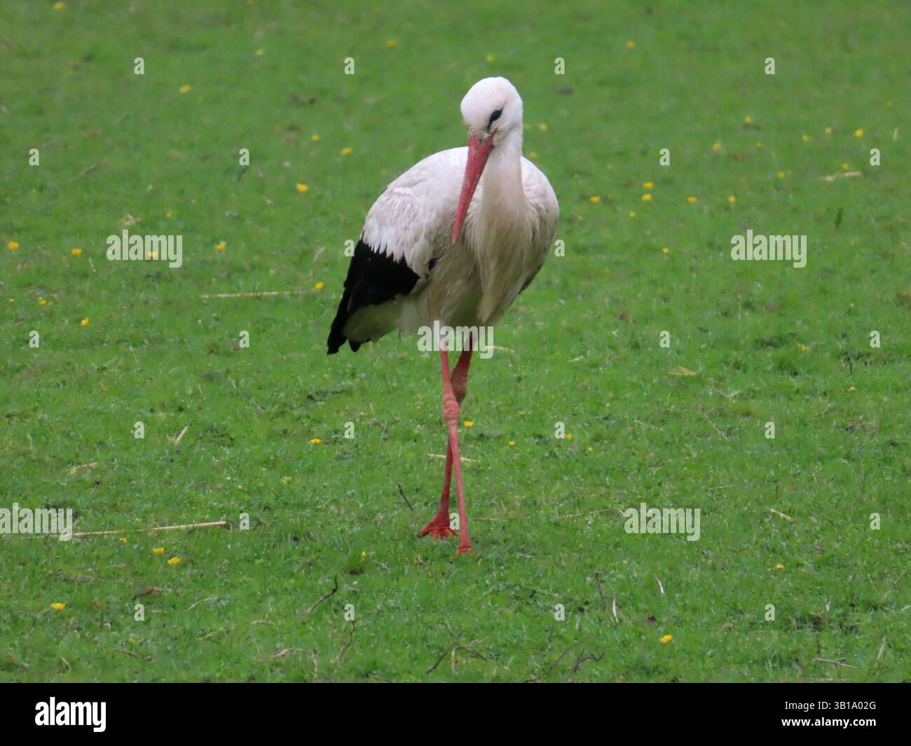 ...einmal Storch - immer Storch - diese Voegel haben den ...