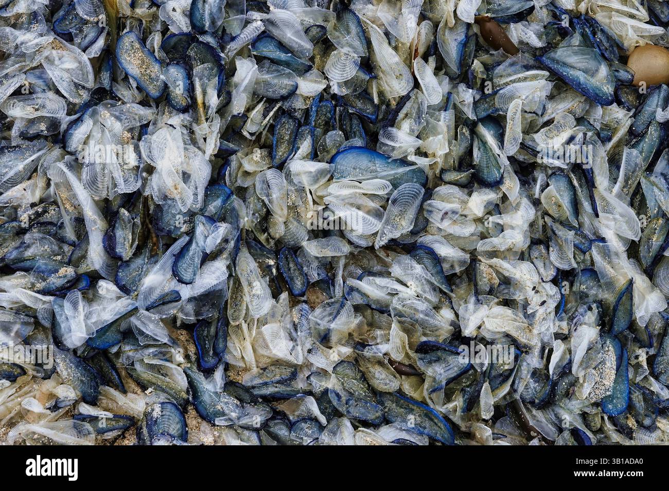 Garrapata State Park and Beach, Monterey County, California - 23rd ...