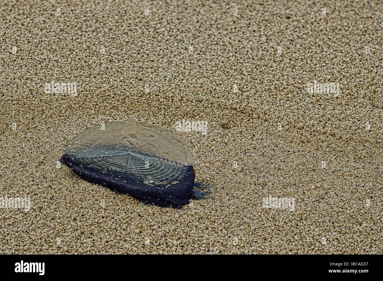 Garrapata State Park and Beach, Monterey County, California - 23rd ...