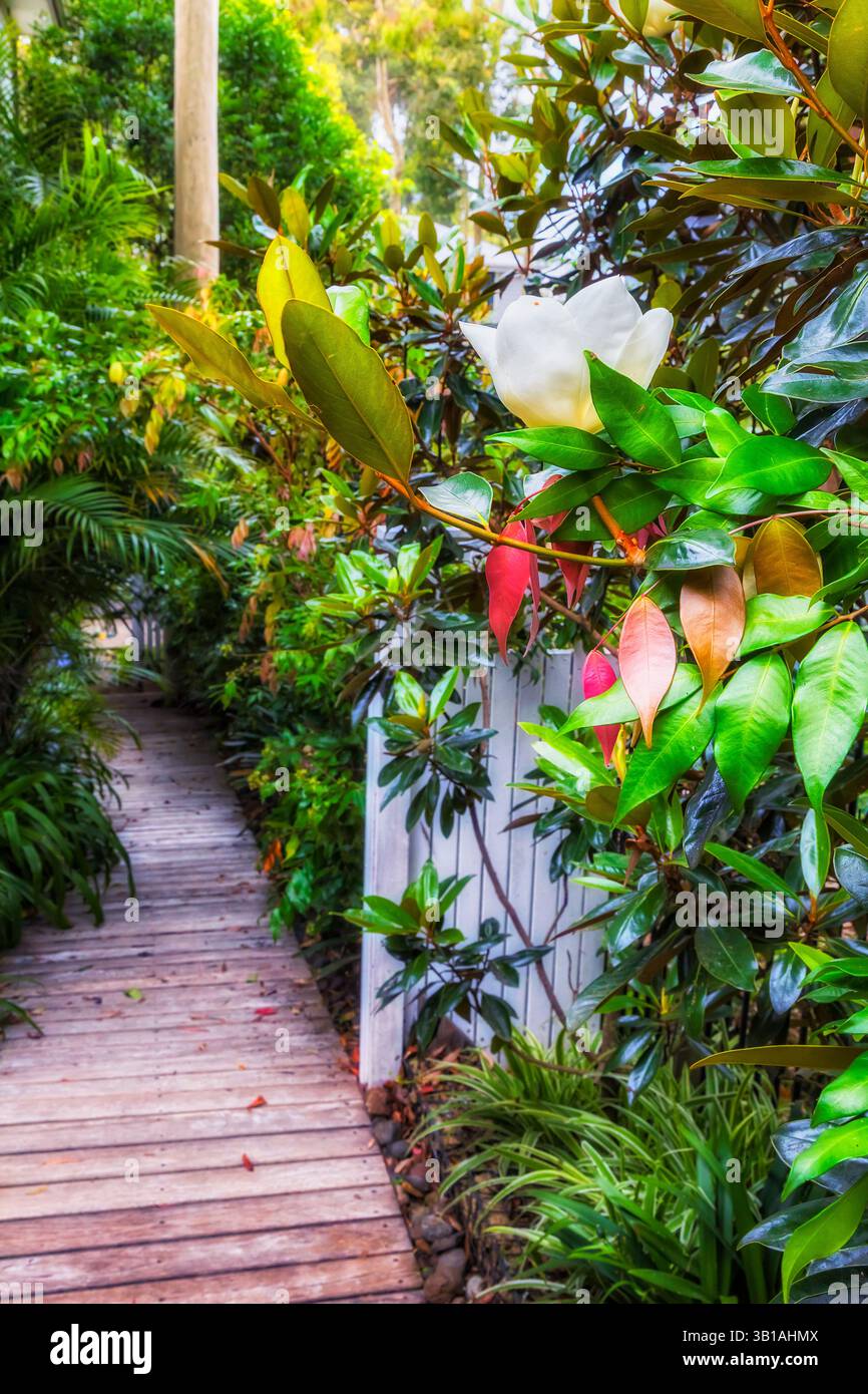 White magnolia flower on a branch of tree in landscaped garden in ...