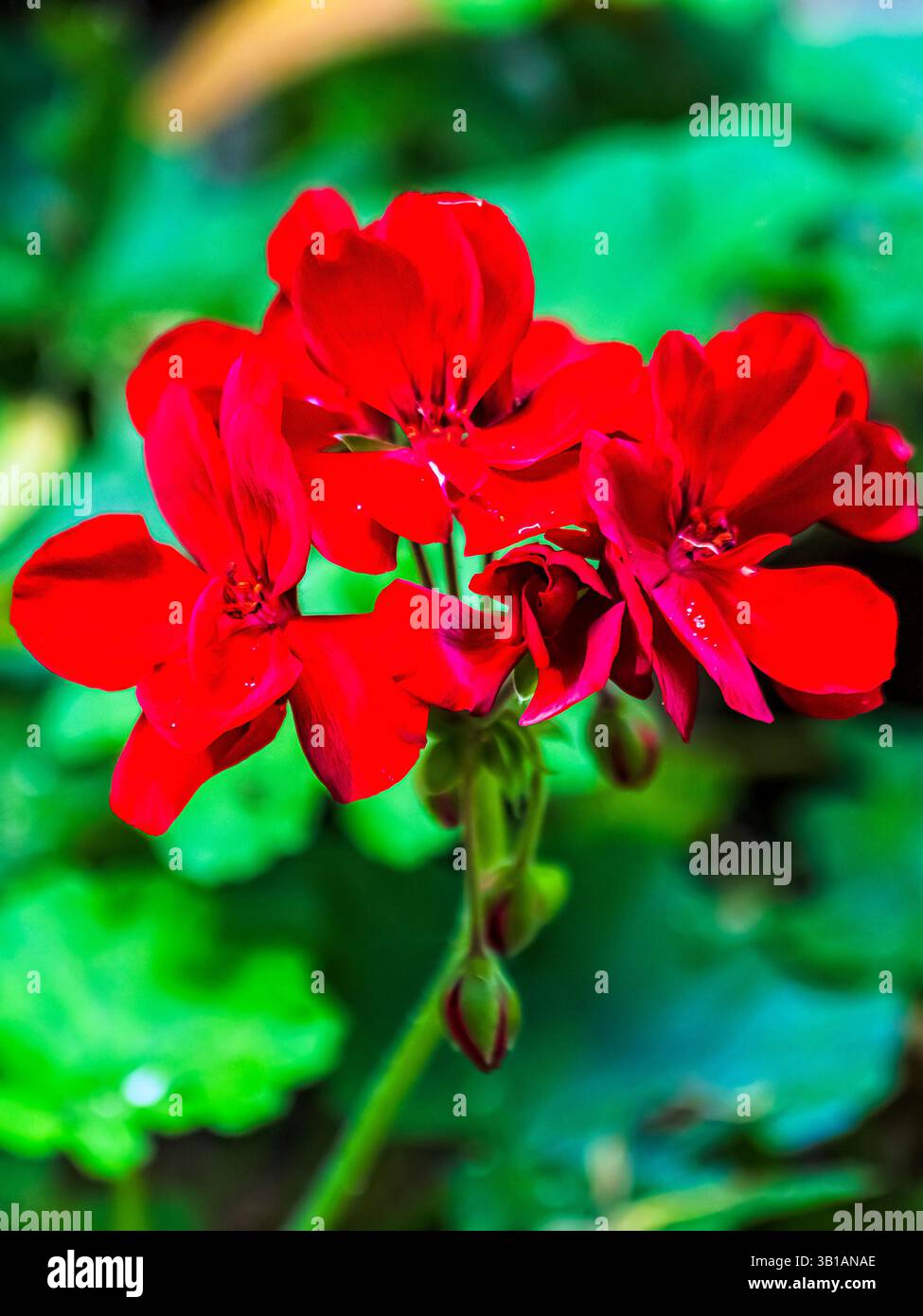 Red bright vivid geranium flowers in landscaped garden in Australia ...