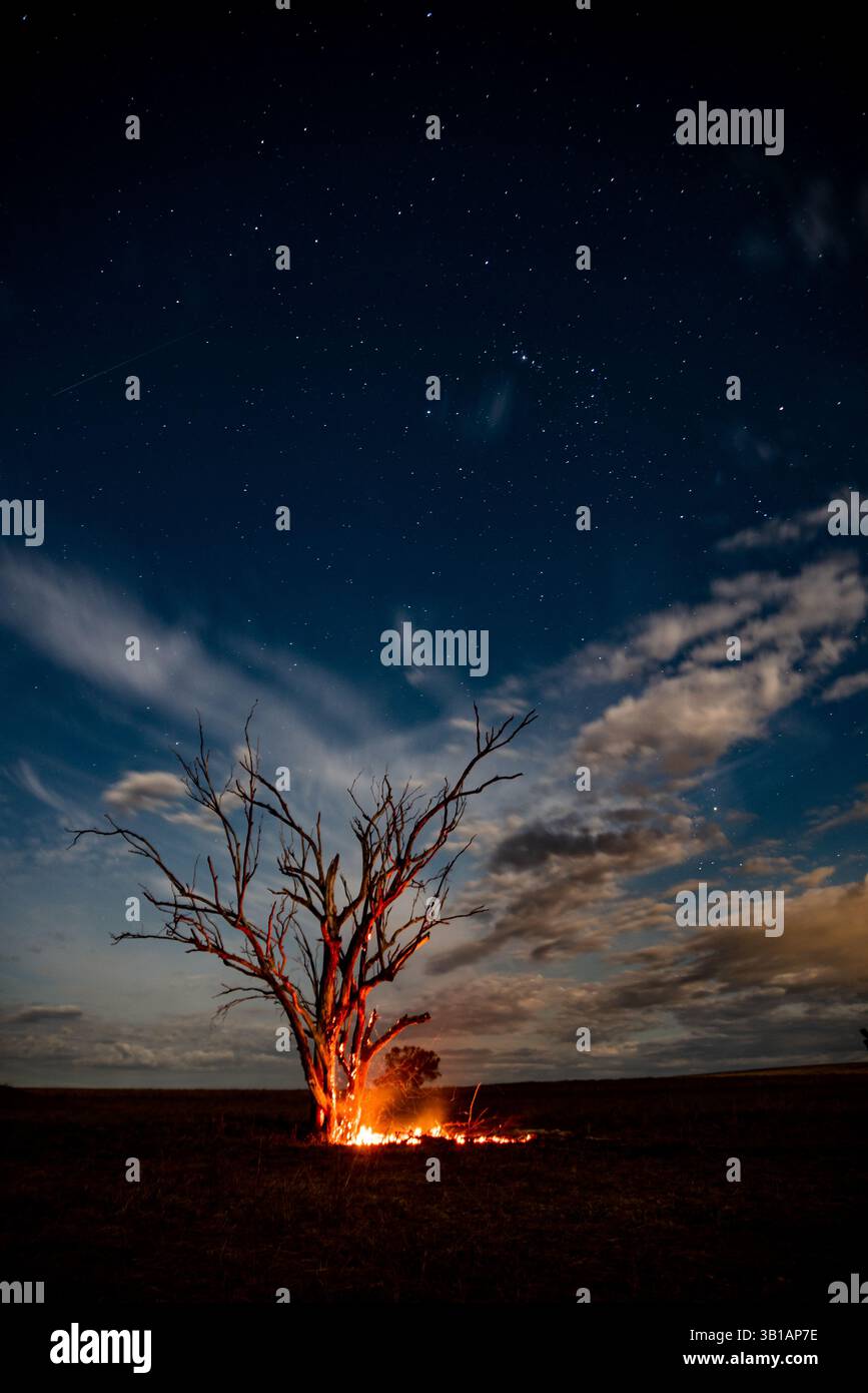 Australian animals in bushfire hi-res stock photography and images - Alamy