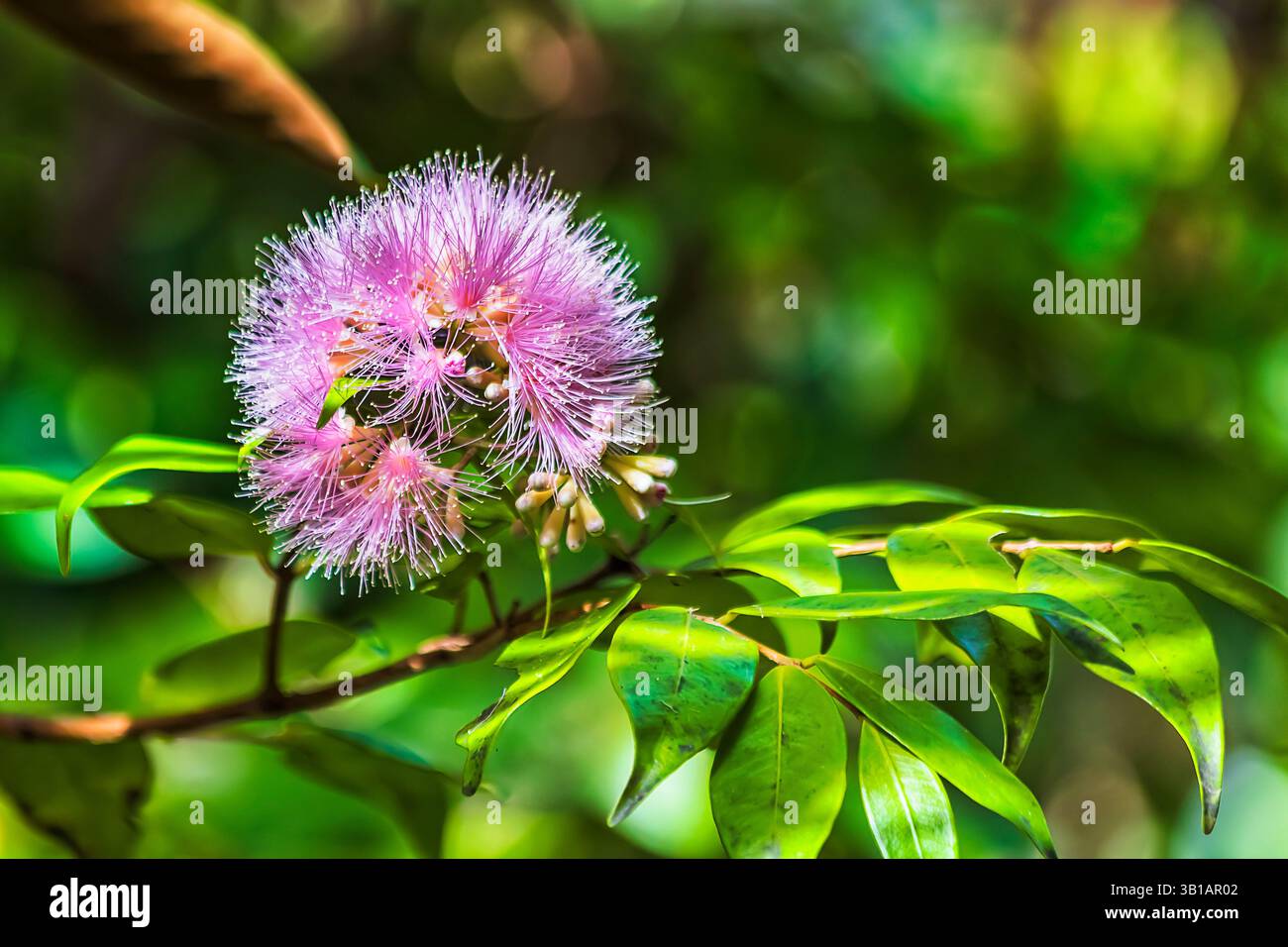Australian native plant hi-res stock photography and images - Alamy