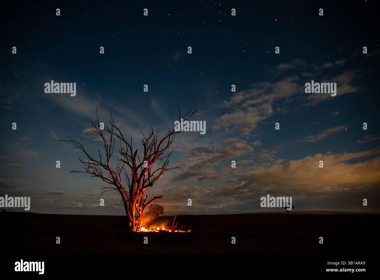 Australian animals in bushfire hi-res stock photography and images - Alamy