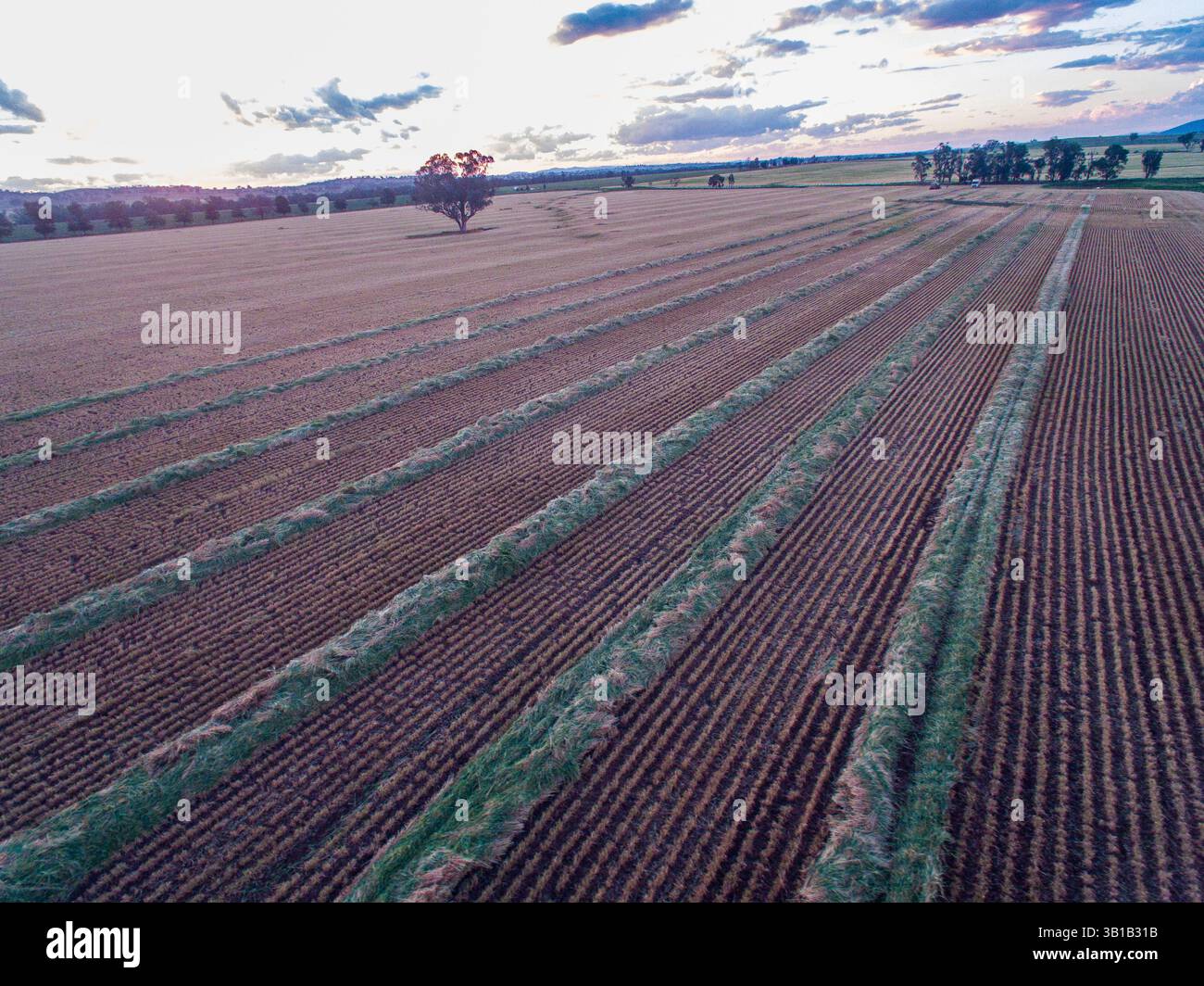 harvesting the crops Stock Photo - Alamy