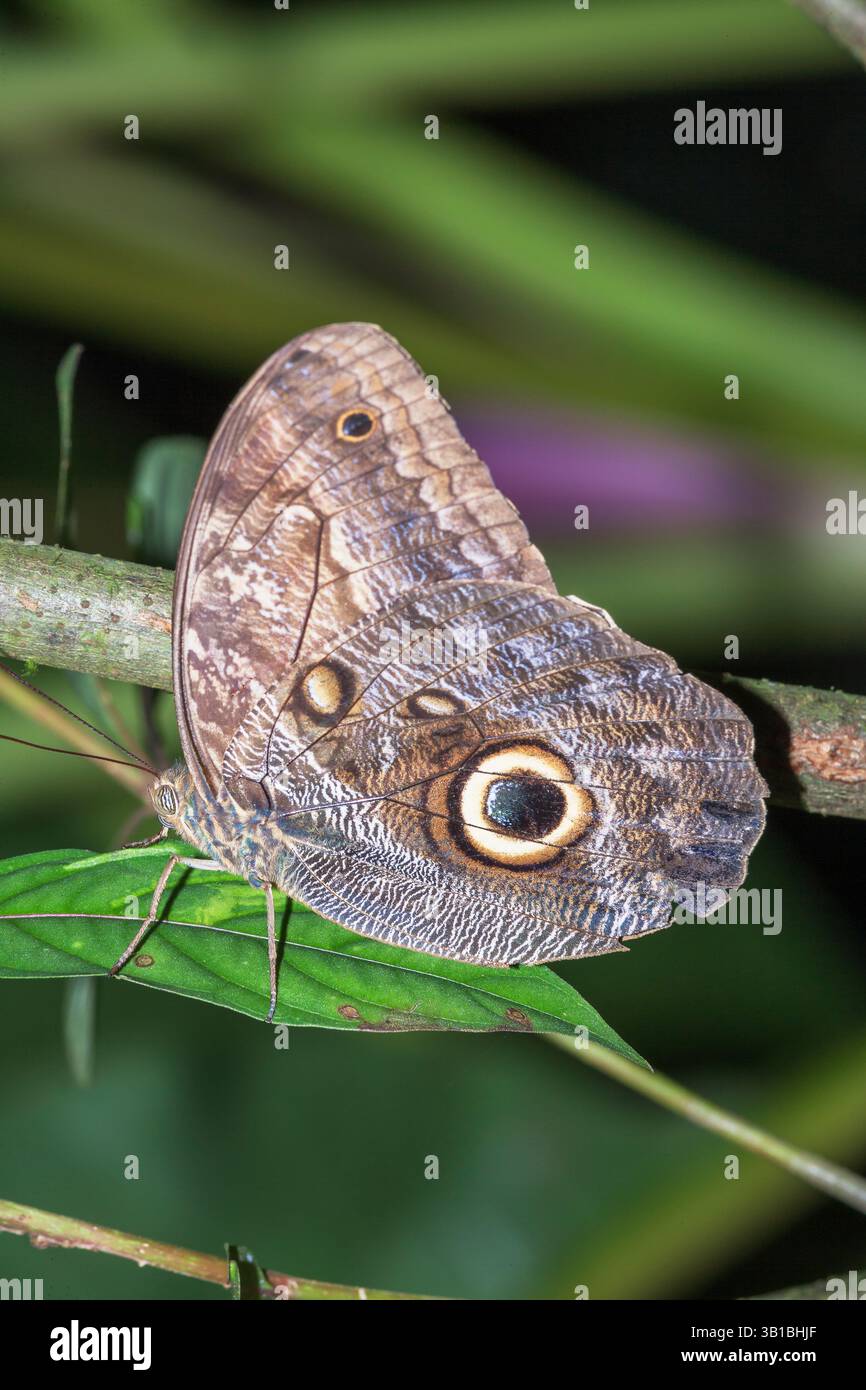 Close up magnificent owl butterfly hi-res stock photography and images ...