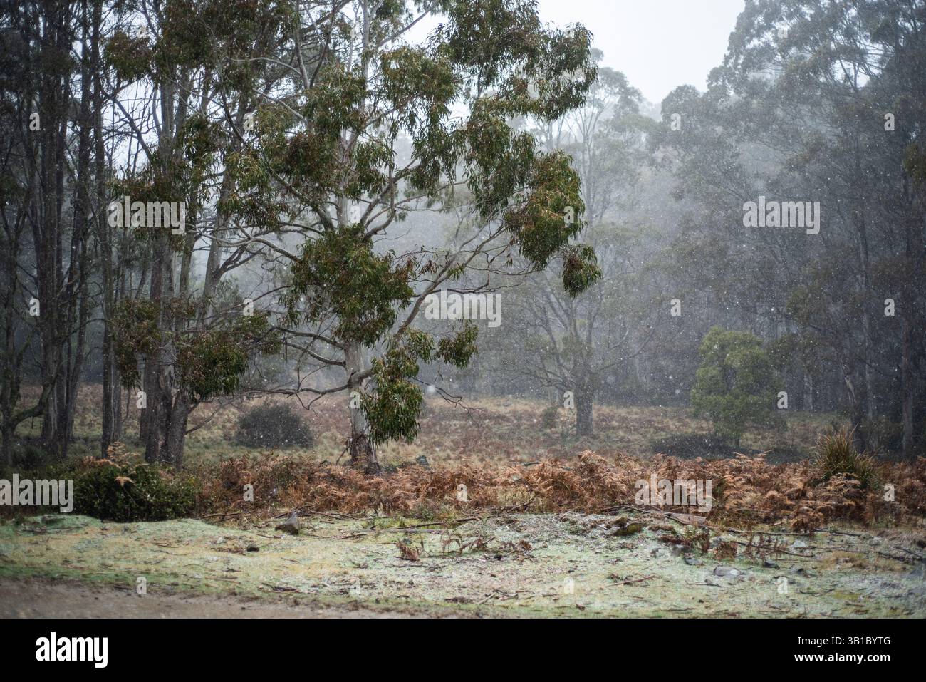 snow on australian cattle pastures Stock Photo - Alamy