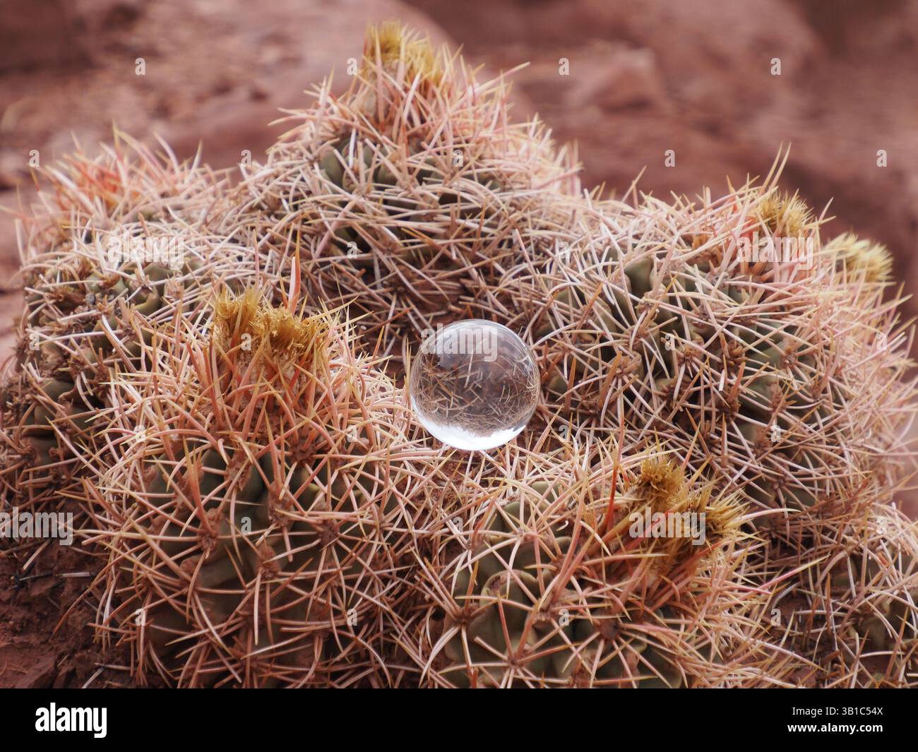 Crystal ball in cactus hi-res stock photography and images - Alamy