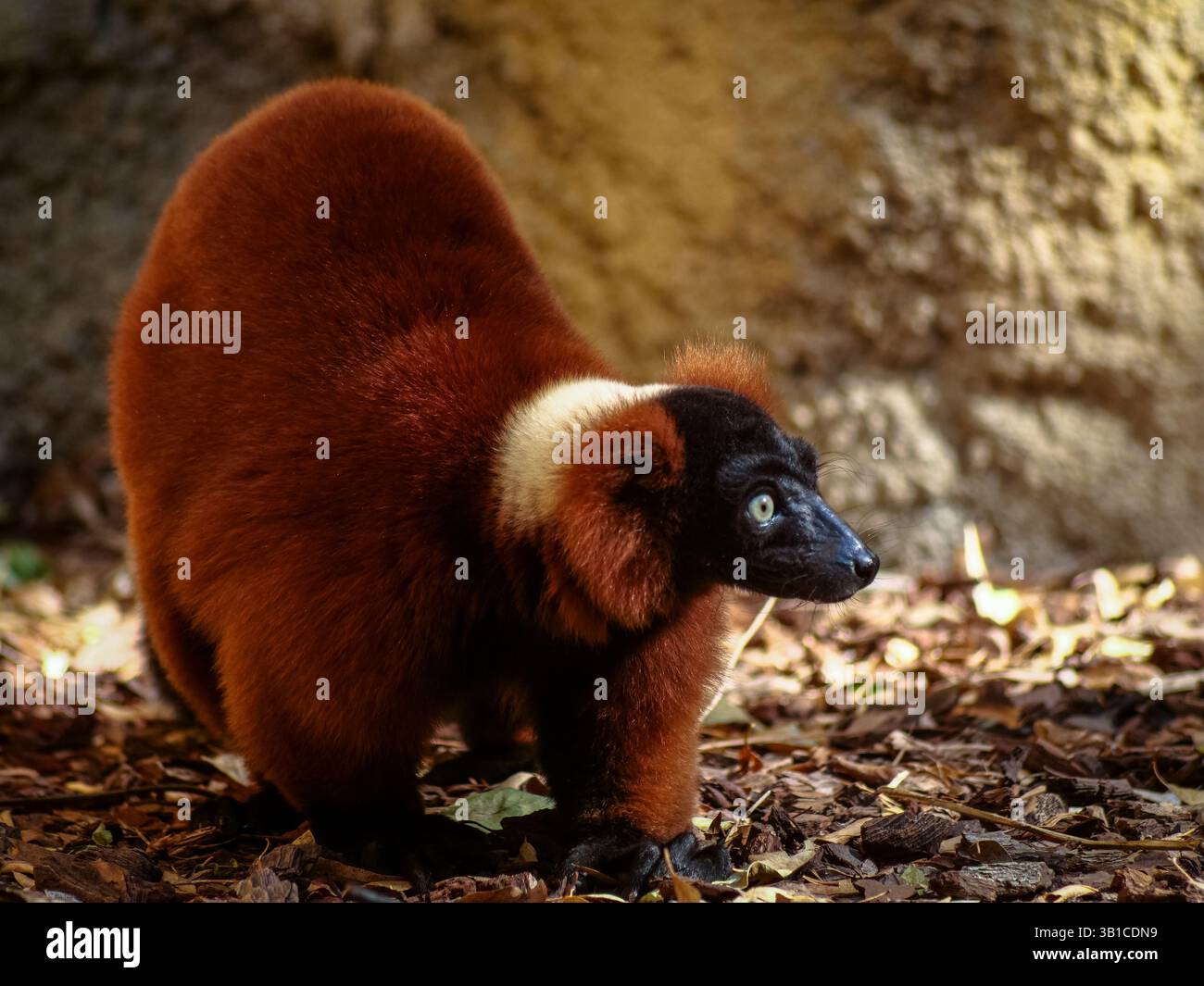 Beautiful red lemur during the sunny morning staying in the shade Stock ...