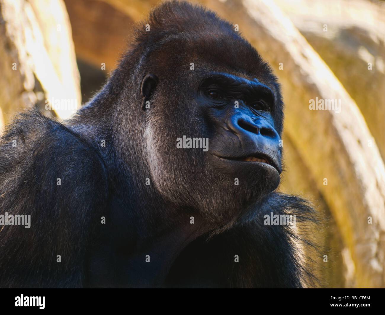 Adult male gorilla in the wild hi-res stock photography and images - Alamy