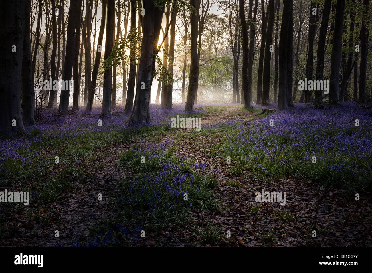 English Bluebell woods Stock Photo - Alamy