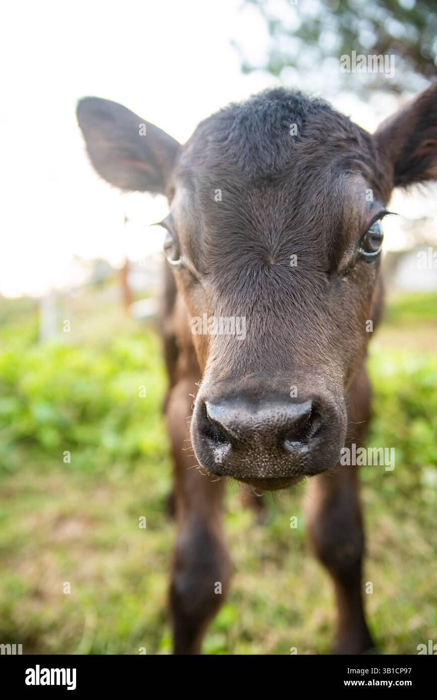 cute angus calf Stock Photo - Alamy