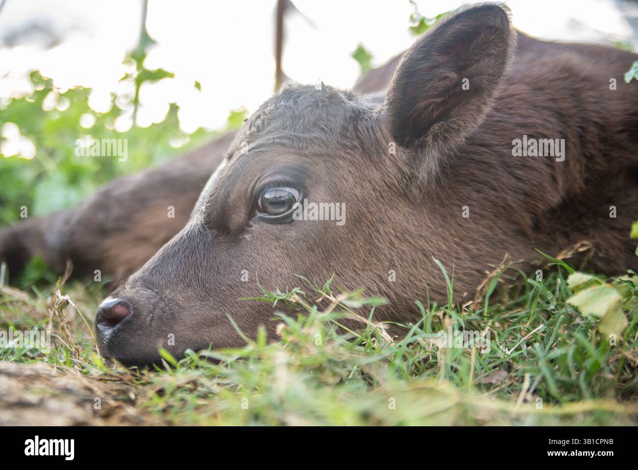 cute angus calf Stock Photo - Alamy
