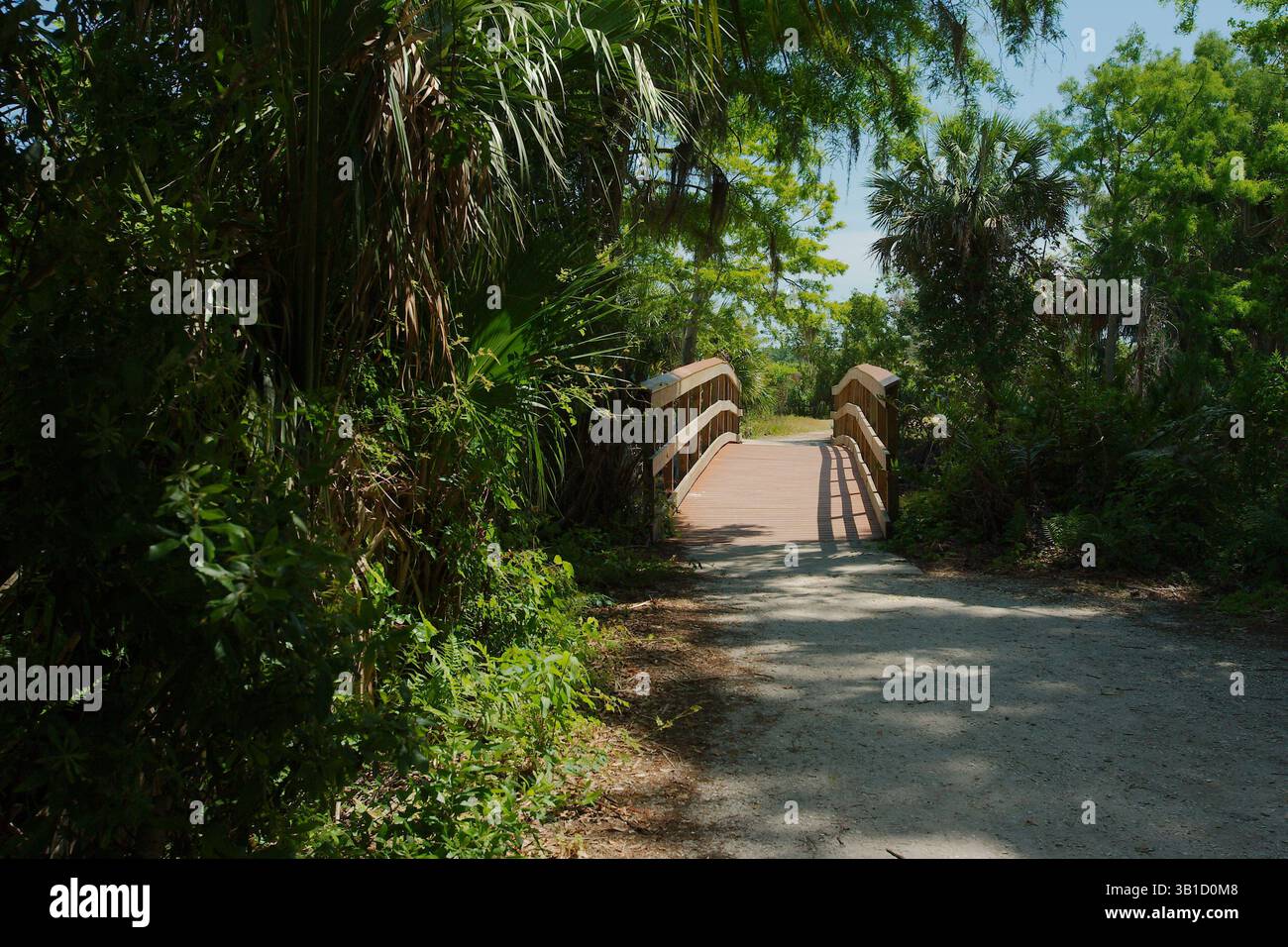 Wooden Footbridge in a Tropical Forest Landscape with Sunlit Pathway ...