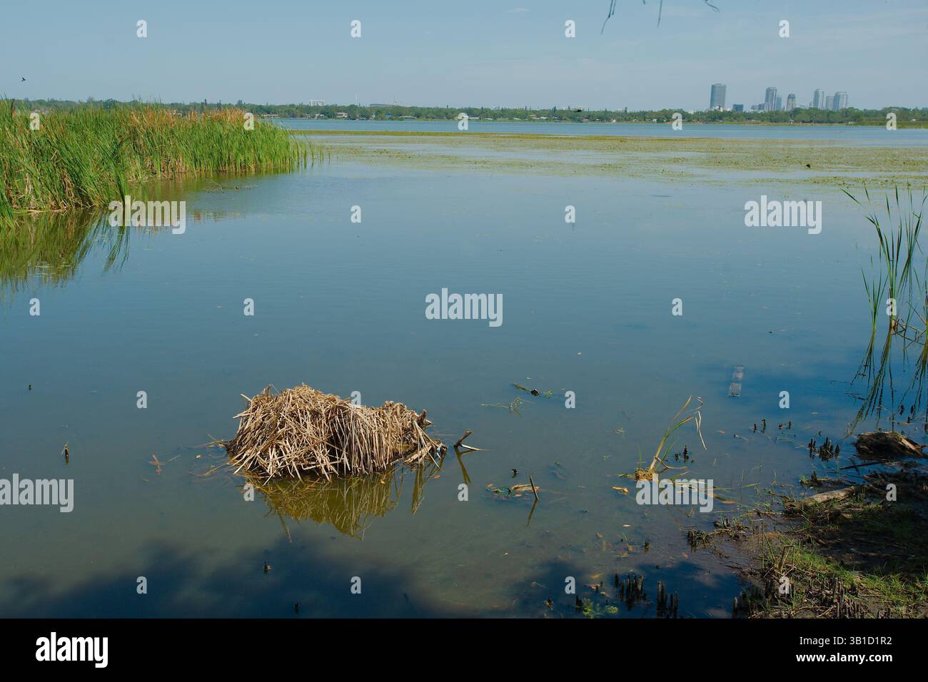 Glistening Wetland Scene with Reflective Water and Reeds Wilderness ...