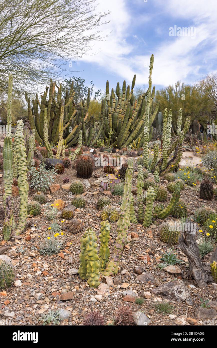 Saguaro cactus and other desert plants growing in the Arizona-Sonora ...