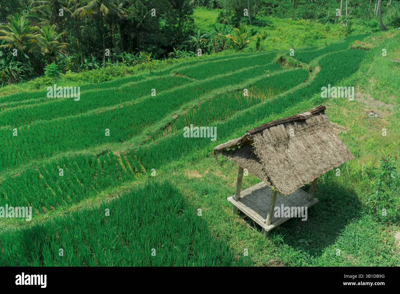 Beautiful view of rice terrace with small hut in Bali. Green and calm ...