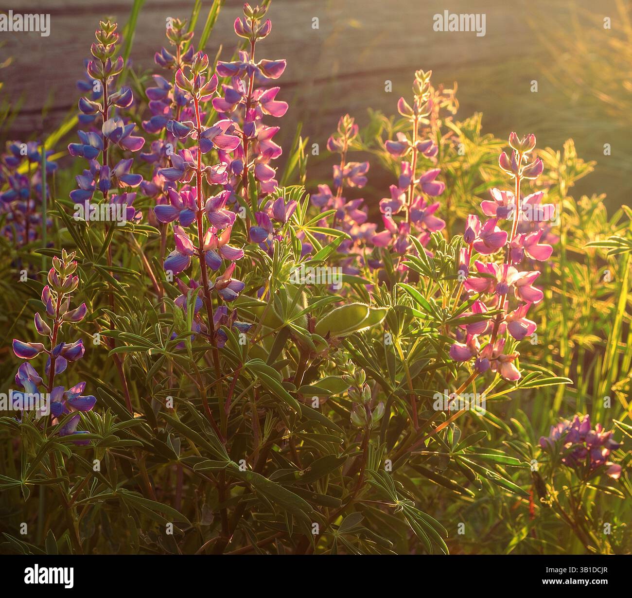 Vibrant display colorful lupine hi-res stock photography and images - Alamy