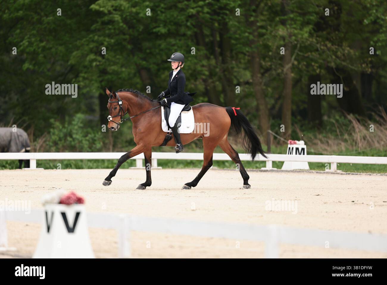 Astrid Friis Nilaus of Denmark with Bartoli Row during the CCI2*-L ...