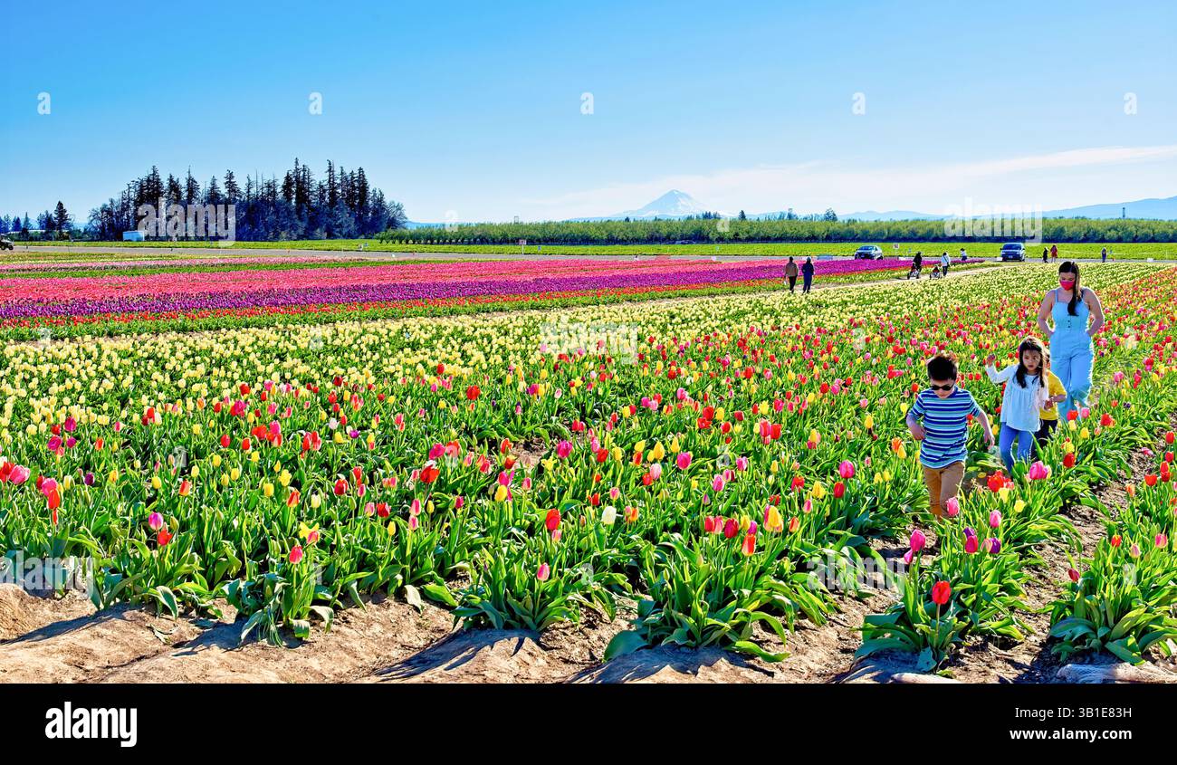 The annual Tulip Fest at the Wooden Shoe Tulip Farm, located in ...