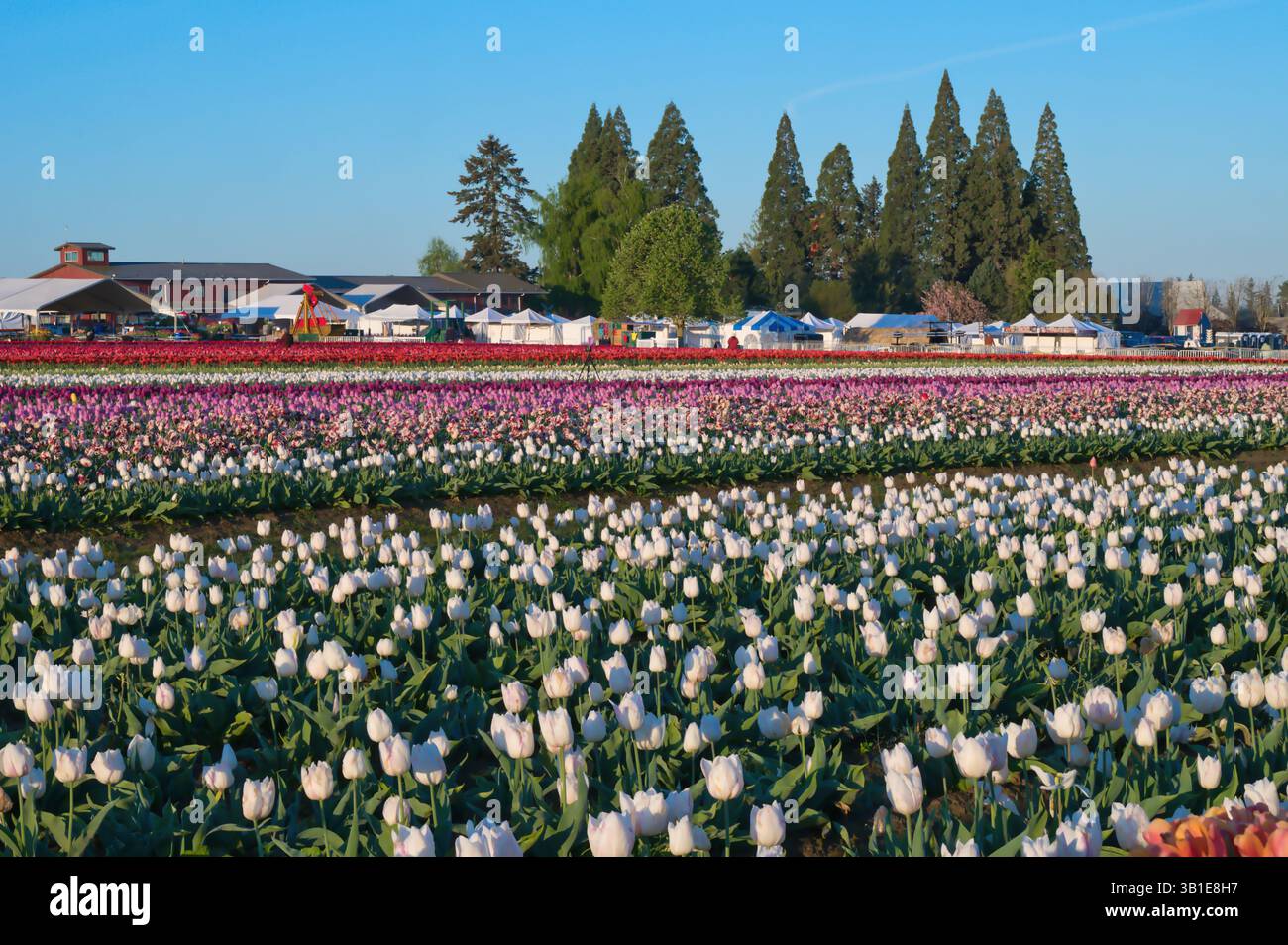 The annual Tulip Fest at the Wooden Shoe Tulip Farm, located in ...
