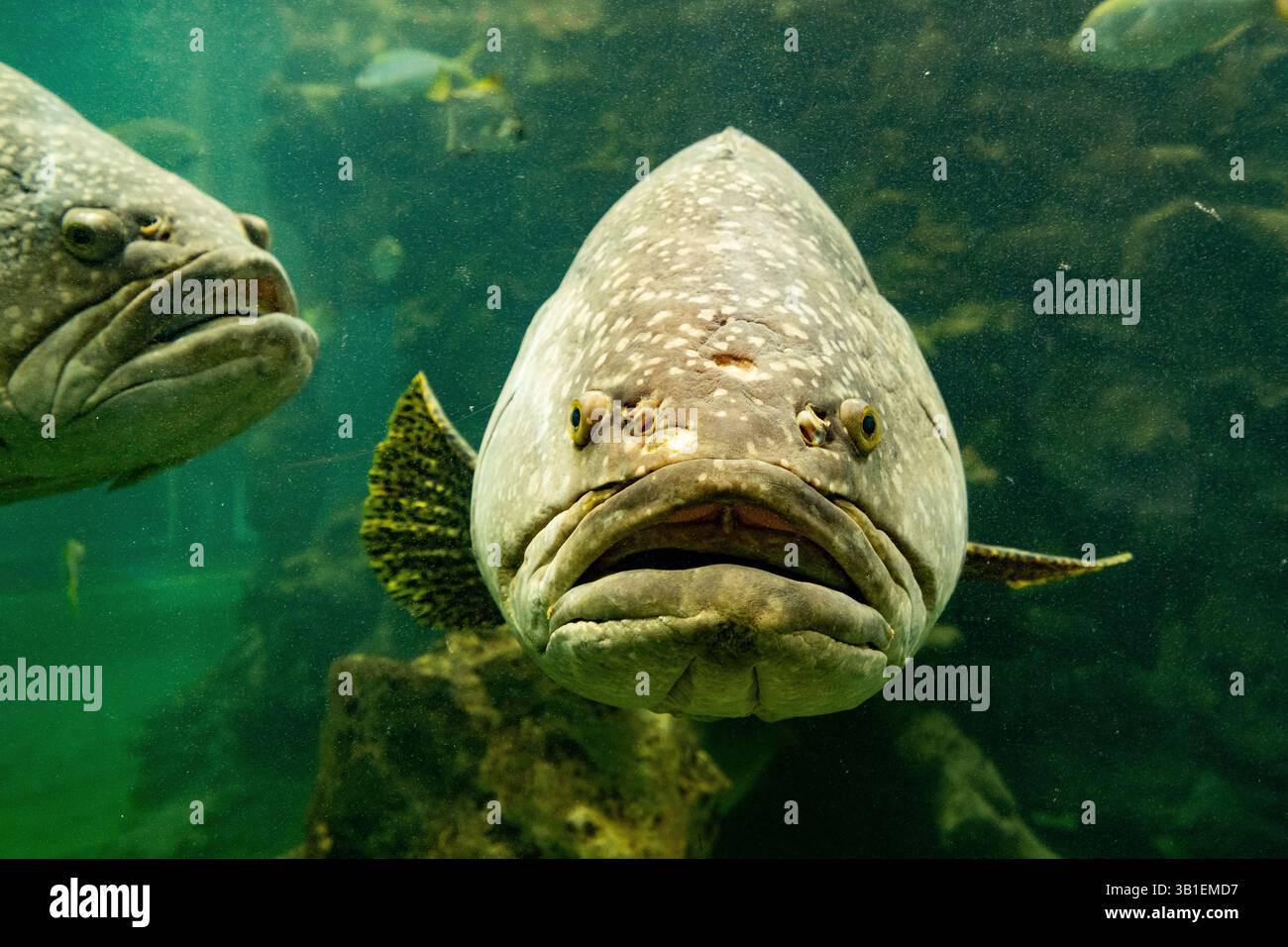 Big black grouper fish in hi-res stock photography and images - Alamy