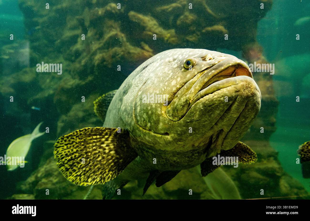 Big black grouper fish in hi-res stock photography and images - Alamy