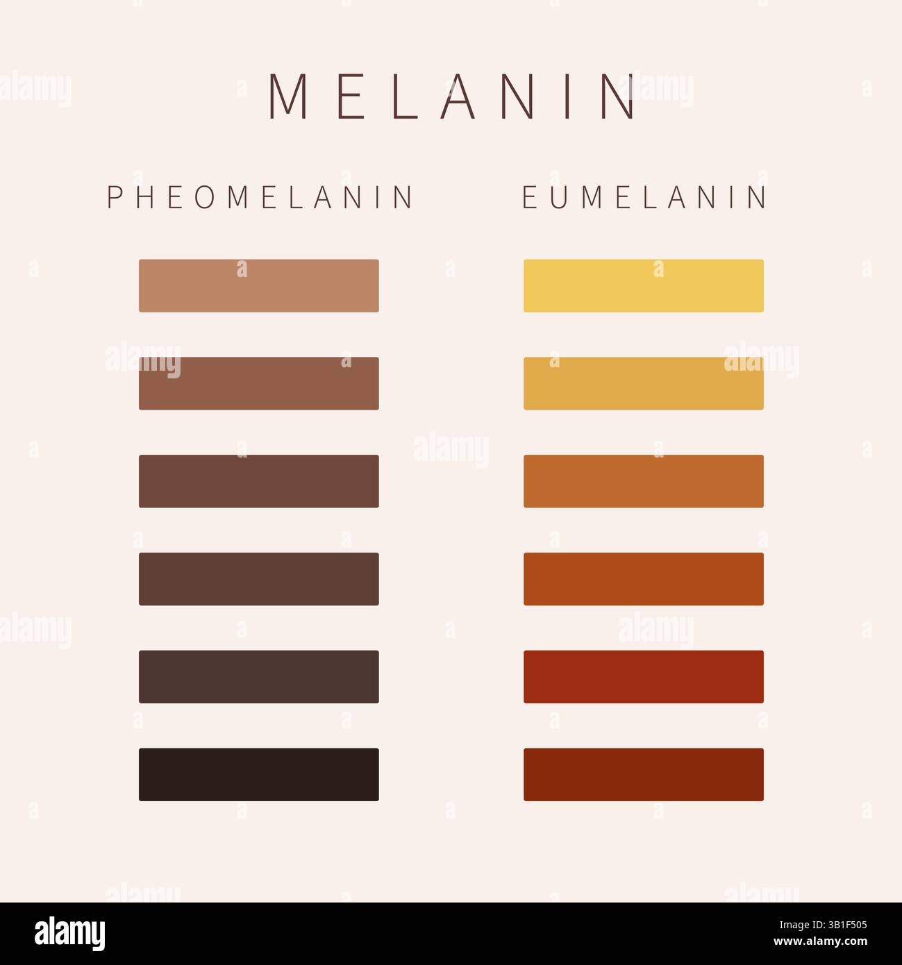 Melanin skin tone color palette scheme, illustration. Eumelanin and ...