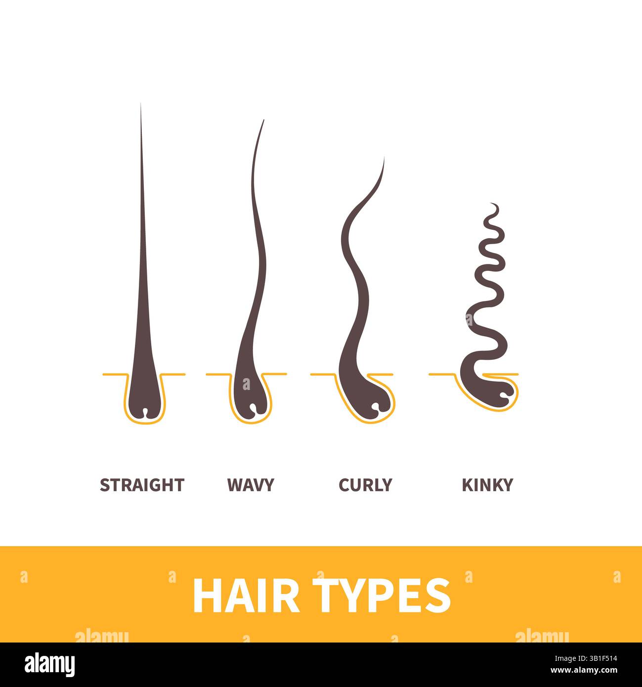 Hair growth types hi-res stock photography and images - Alamy