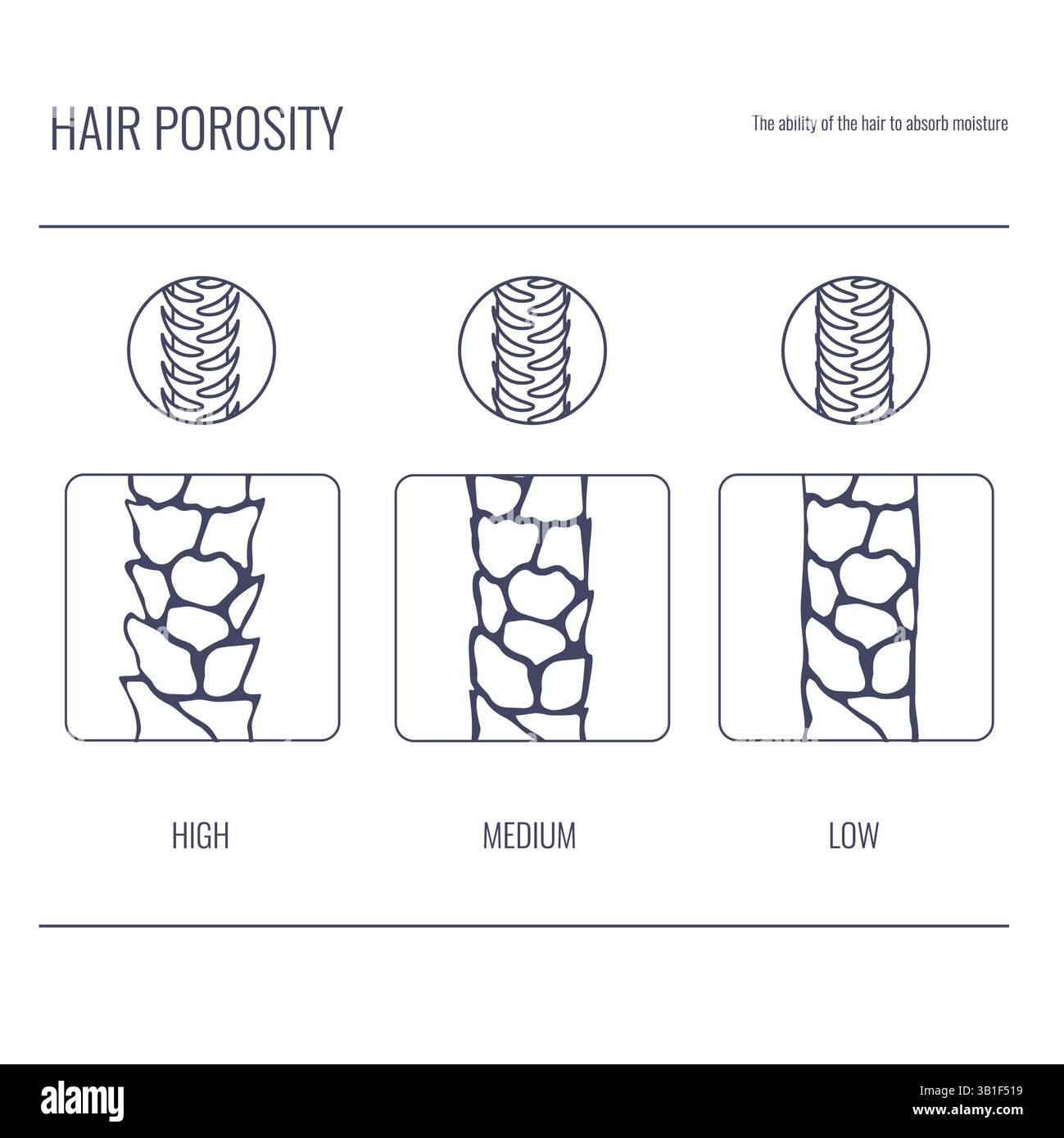 Hair porosity types, conceptual illustration Stock Photo - Alamy