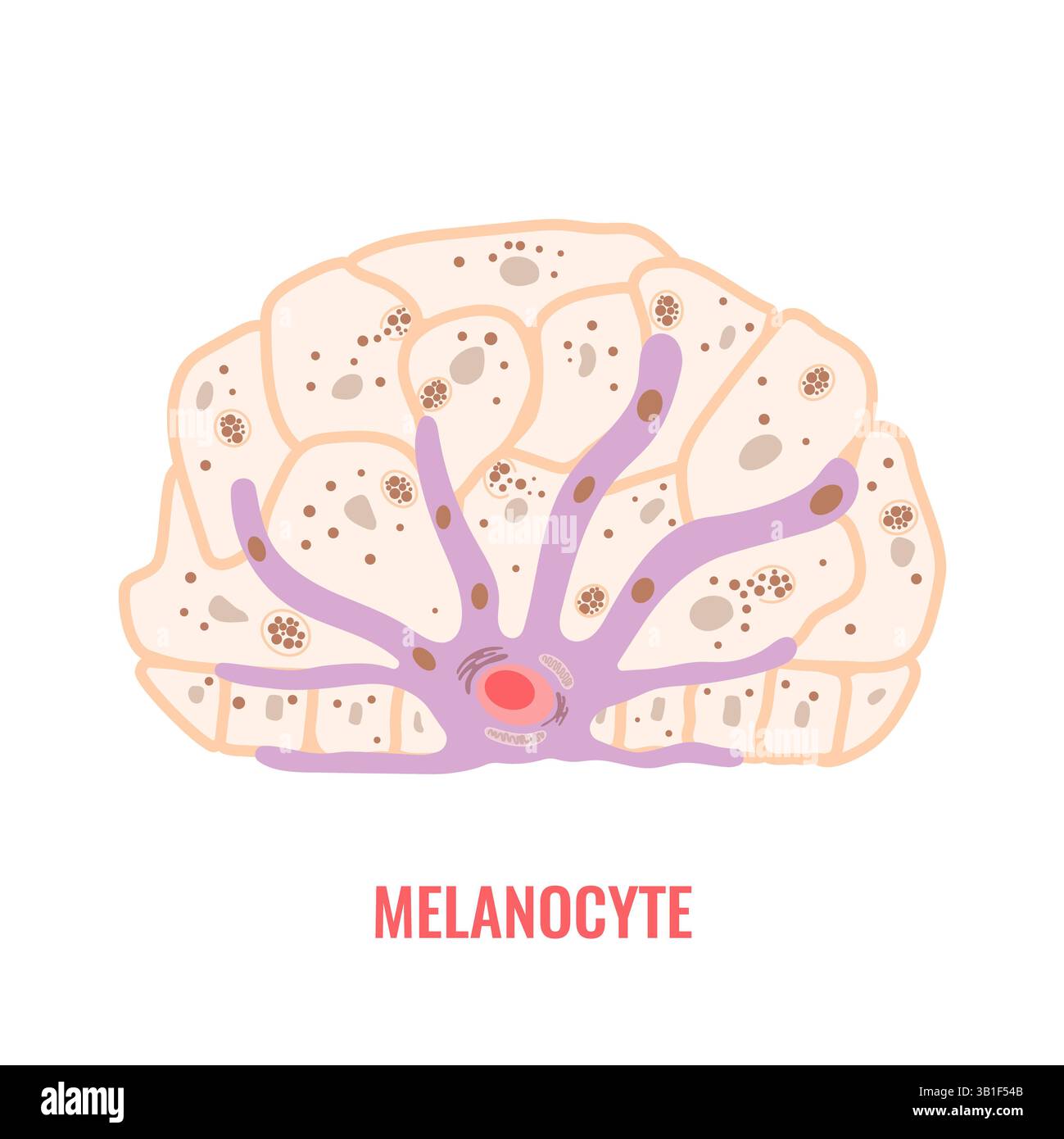 Melanocyte pigment cells hi-res stock photography and images - Alamy