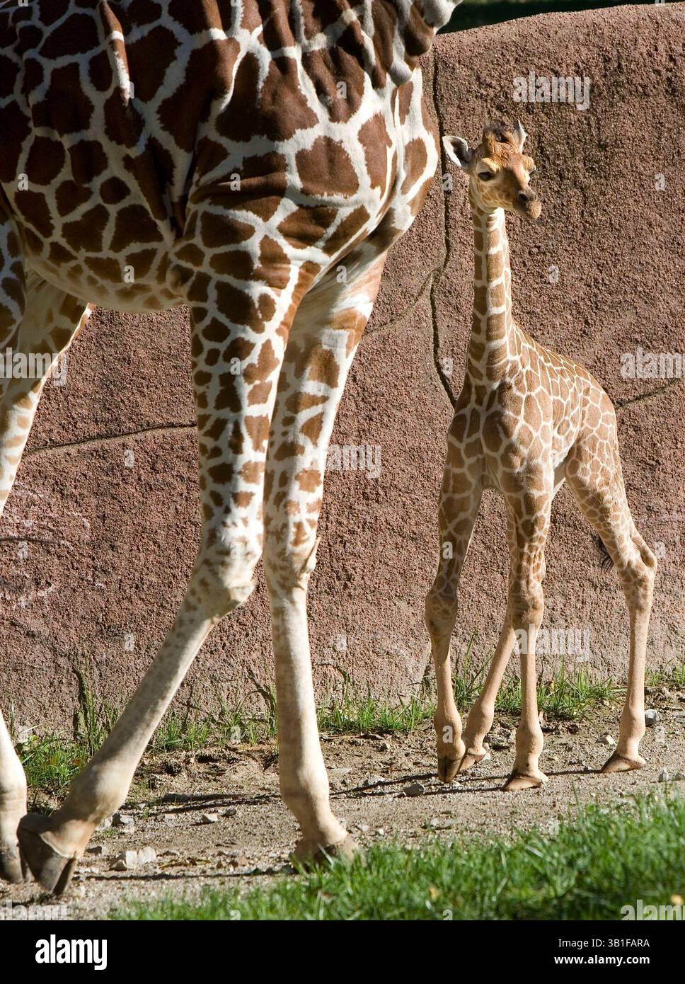 Giraffe's gestation period hi-res stock photography and images - Alamy