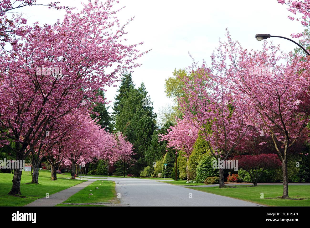 Cherry blossom trees in full bloom arching over a quiet residential street, forming a tunnel of ...
