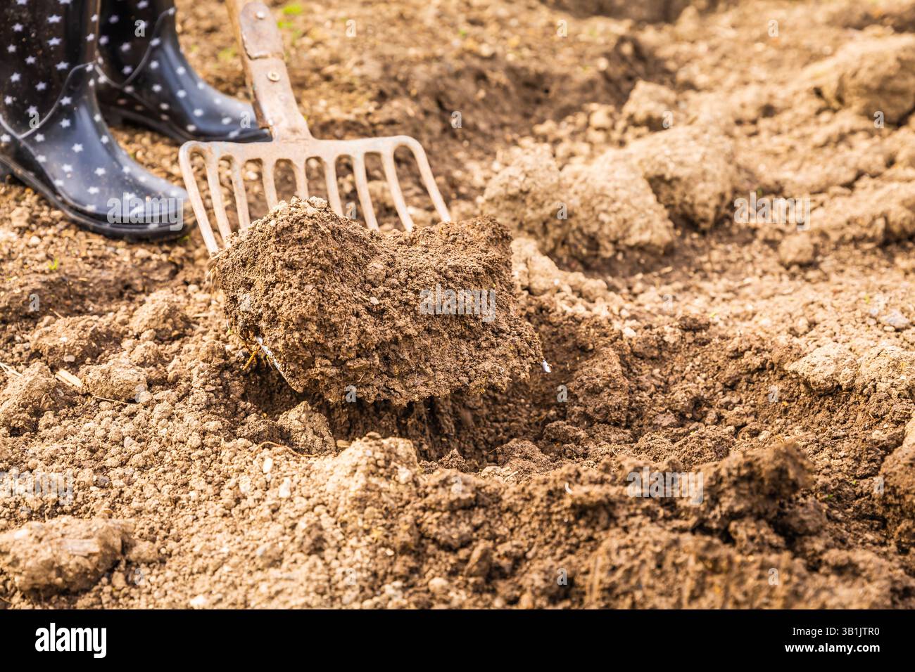 Digging soil with a garden fork to cultivate soil ready for planting ...