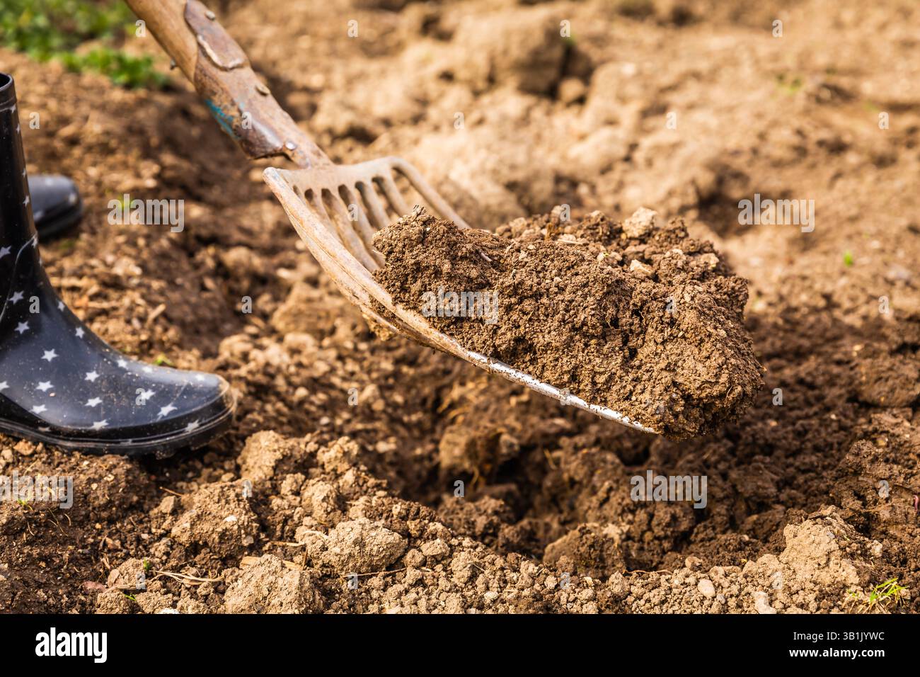 Digging soil with a garden fork to cultivate soil ready for planting ...